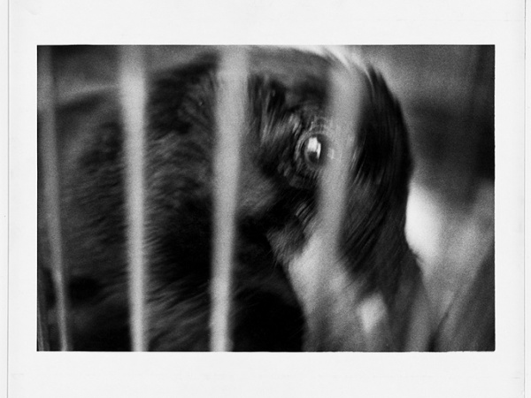 DOGRA MAGRA(Portfolio) - Kou INOSE | AKIO NAGASAWA